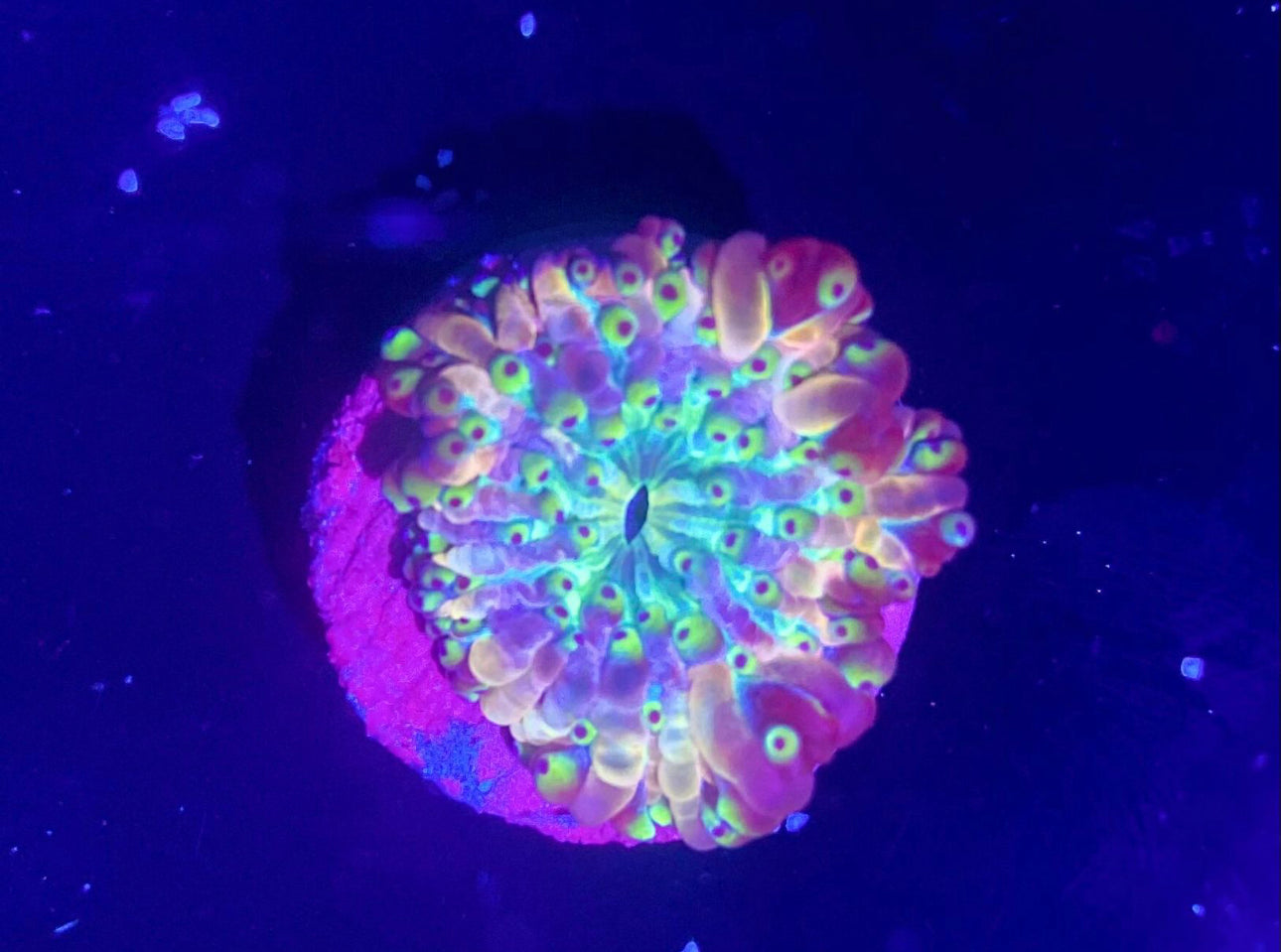 Plates – Majestic Creatures Reef