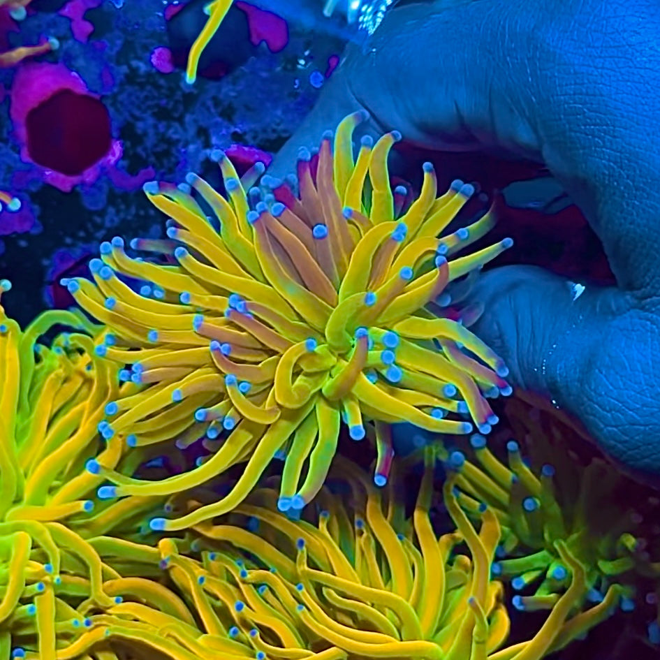 Grafted Bruised Banana Holy Grail Torch – Majestic Creatures Reef