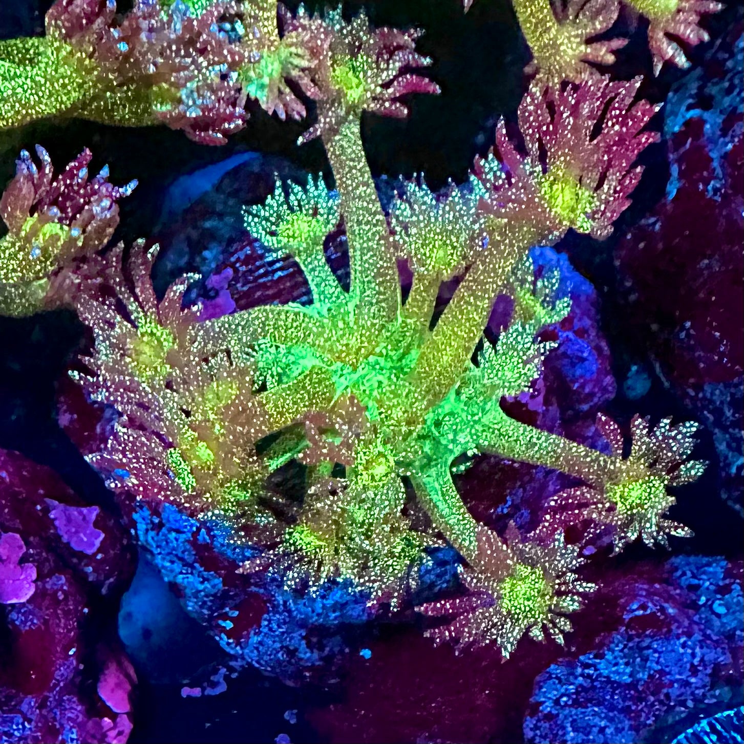 Paid N Full Glitter Goni – Majestic Creatures Reef