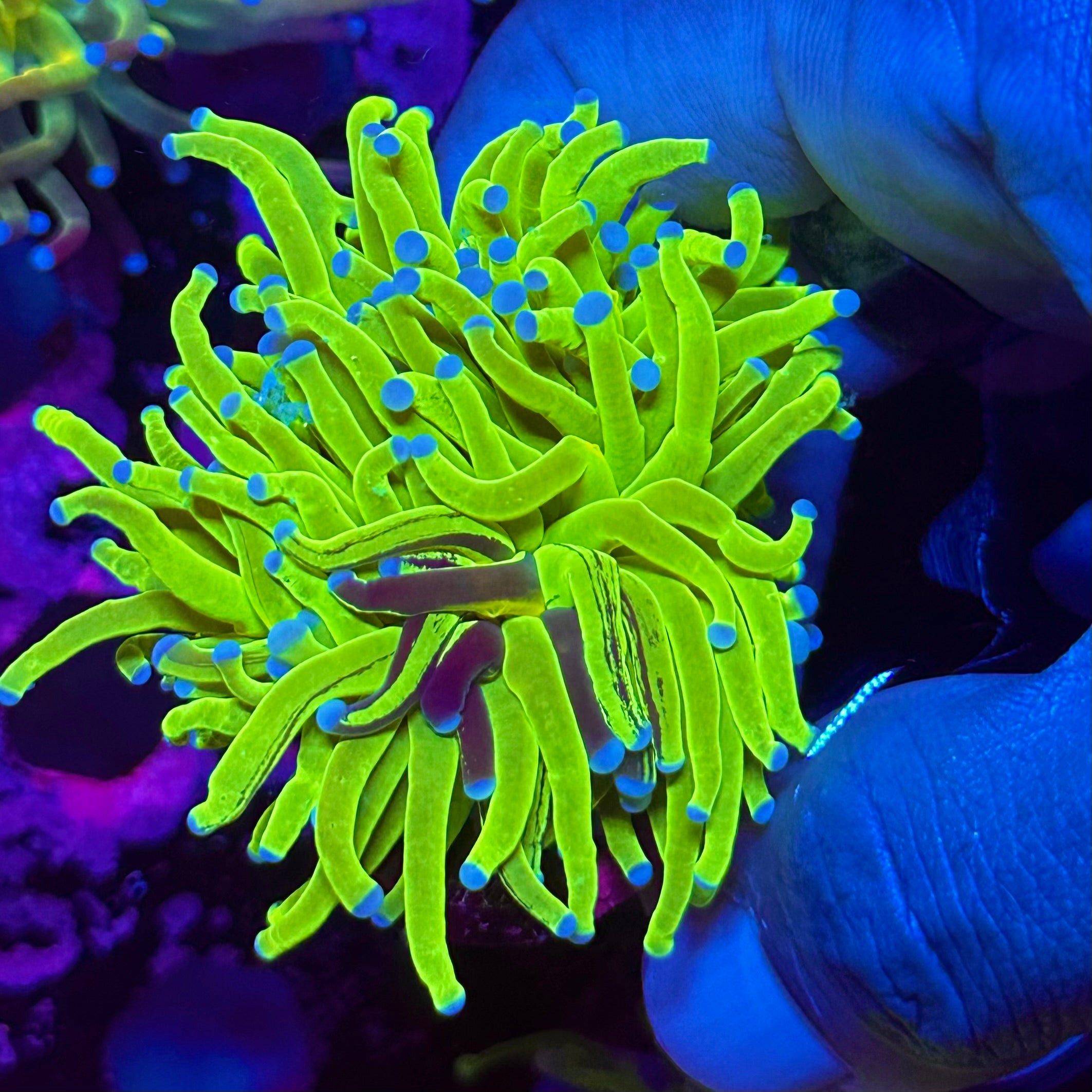 Grafted Witches Cauldron Torch – Majestic Creatures Reef