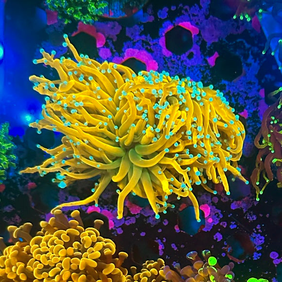 King Torch – Majestic Creatures Reef