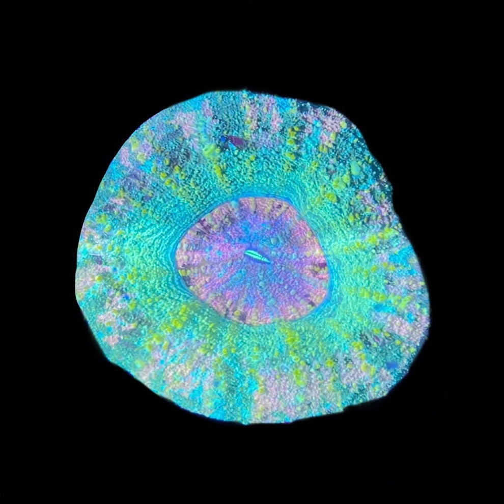 Acan Maxima Two-Tone – Majestic Creatures Reef