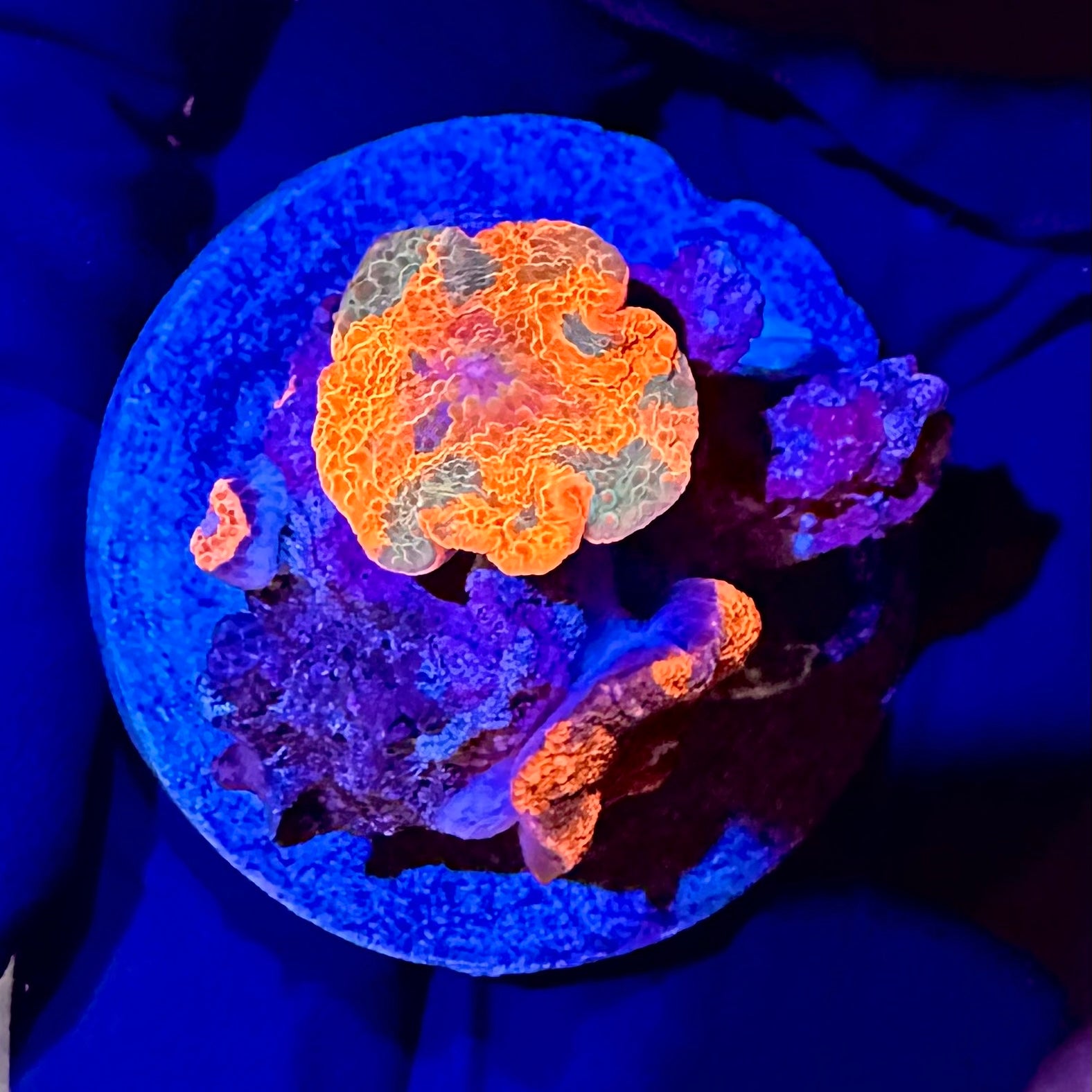 Candy Crush Mushroom Mini Colony – Majestic Creatures Reef